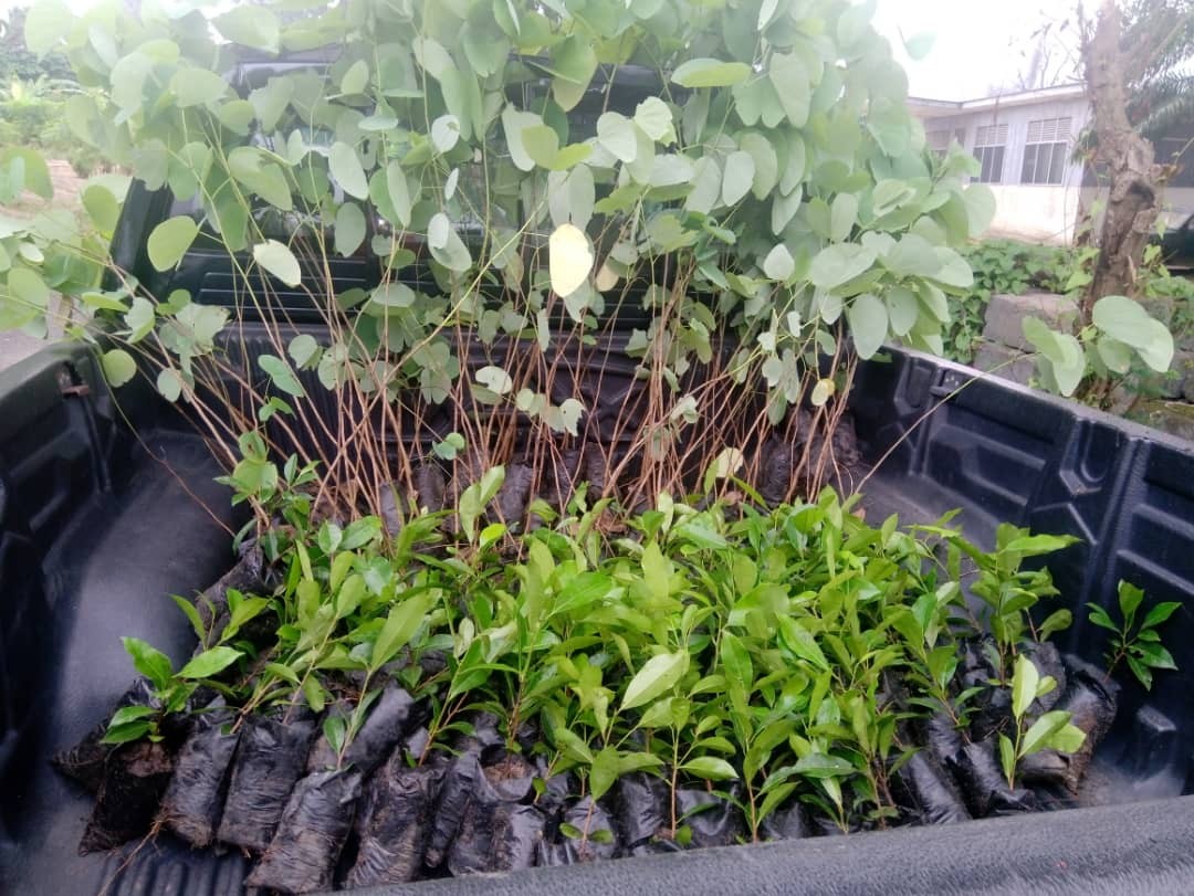 Forestry Commission Set To Plant 20 Million Trees In June MyJoyOnline