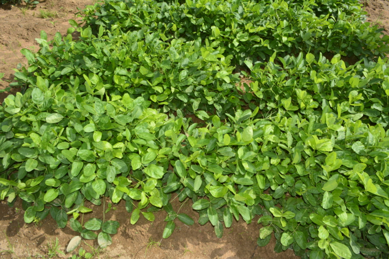 CSIR–PGRRI introduces farmer varieties of Bambara groundnuts for trials ...