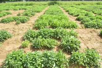 CSIR–PGRRI introduces farmer varieties of Bambara groundnuts for trials by farmers in Upper East ...