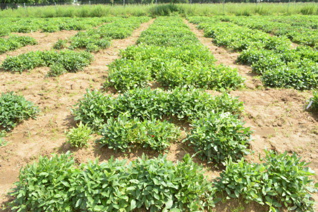 CSIR–PGRRI introduces farmer varieties of Bambara groundnuts for trials ...