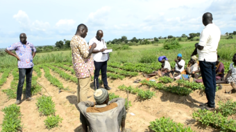 CSIR–PGRRI introduces farmer varieties of Bambara groundnuts for trials by farmers in Upper East ...