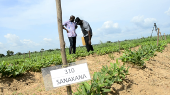 CSIR–PGRRI introduces farmer varieties of Bambara groundnuts for trials by farmers in Upper East ...