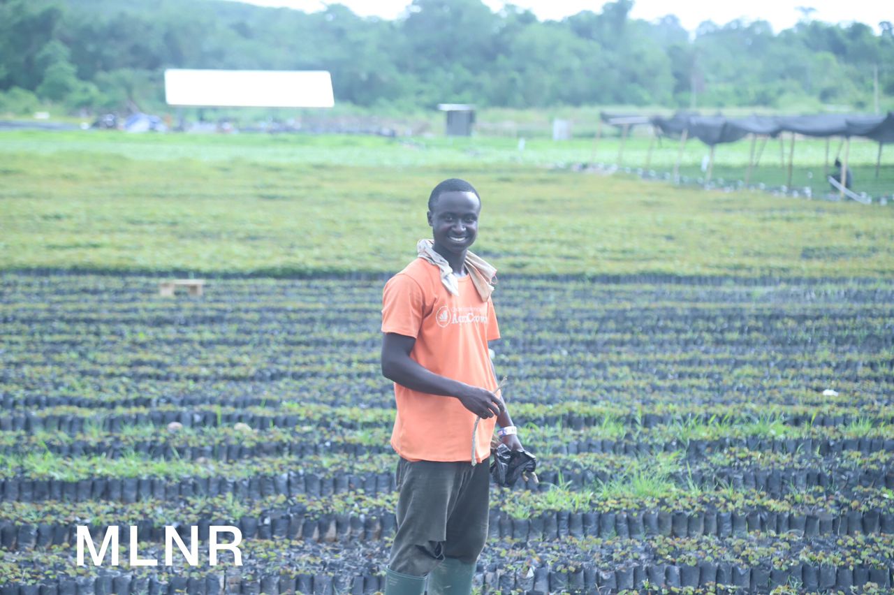 80,000 youth secure jobs in reafforestation - NAELP - MyJoyOnline.com